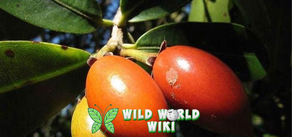 Sawo Kecik: Si Mungil Kaya Manfaat, Jagoan Tumbuhan Langka!