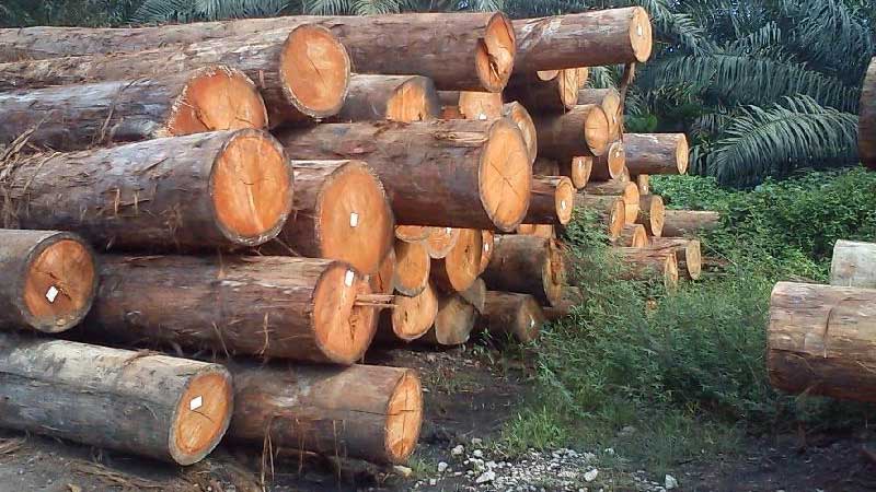 Keindahan dan Kekuatan dalam Sentuhan Kayu Meranti Kuning!