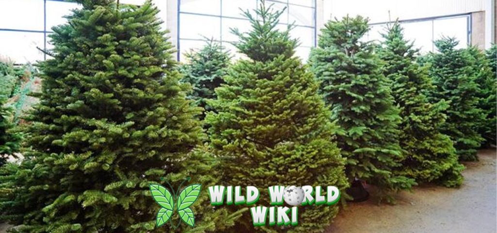 Pohon Cemara: Si Hijau Abadi yang Punya Segudang Manfaat!