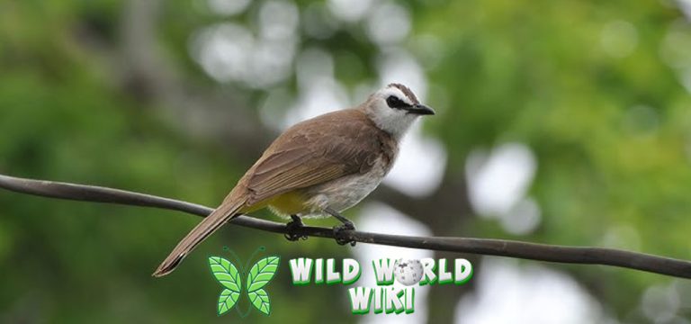 Mengenal Burung Merbah, Penghuni Alam dengan Kicauan Unik!