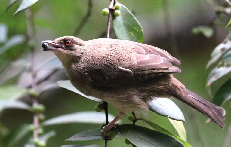 Mengenal Burung Merbah, Penghuni Alam dengan Kicauan Unik!