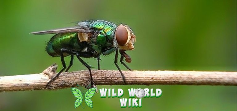 Lalat: Hewan Kecil dengan Peran Besar dalam Ekosistem!